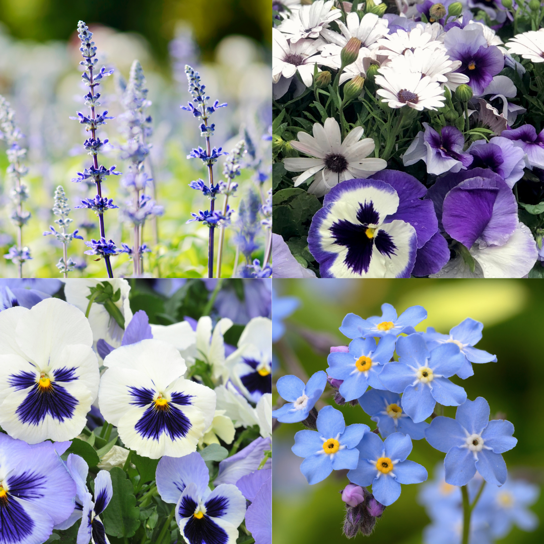 Cool-Toned Early Spring Flowers - The Inspired Garden